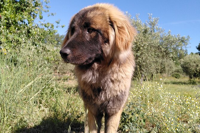 Educational visit of a Certified Organic Micro Farm in Trancoso - The Sum Up
