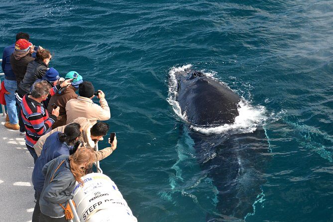 Educational Whale Watching Tour from Perth - An In-Depth Look at the Tour Experience