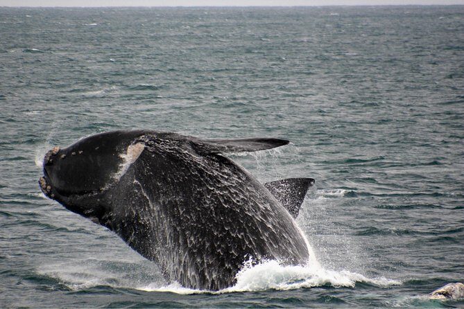 Educational Whale Watching Tour from Perth - Practical Tips for Your Trip