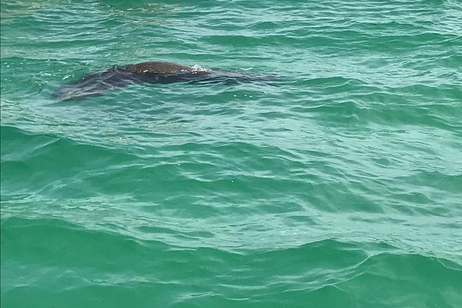Egmont Key Snorkeling Dolphin Tour - Highlights of the Egmont Key Snorkeling Experience