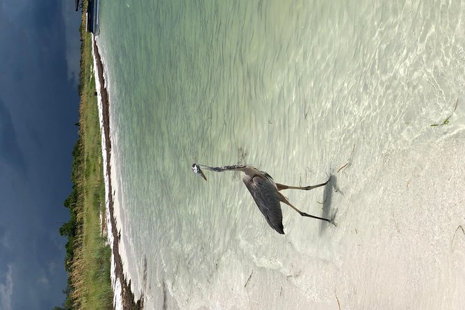 Egmont Key Snorkeling Dolphin Tour - Tour Experiences and Traveler Reviews