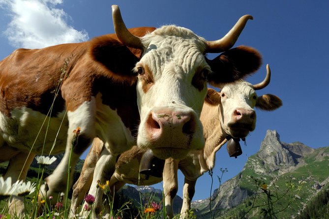 Eiger and Jungfrau Panorama Day Trip From Lucerne - Customer Feedback and Experiences