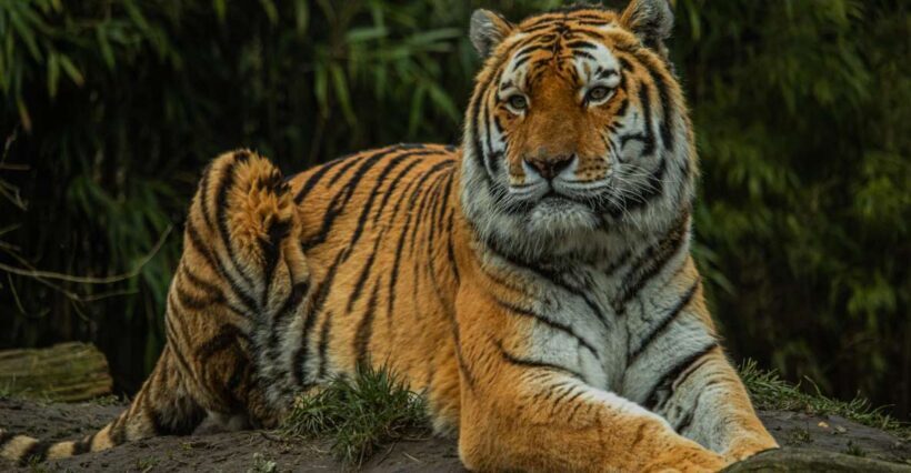 Eindhoven Zoo Entry Ticket - Key Points