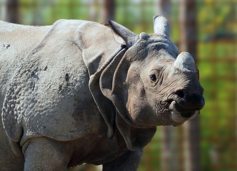 Eindhoven Zoo Entry Ticket - What to Expect When Visiting Eindhoven Zoo