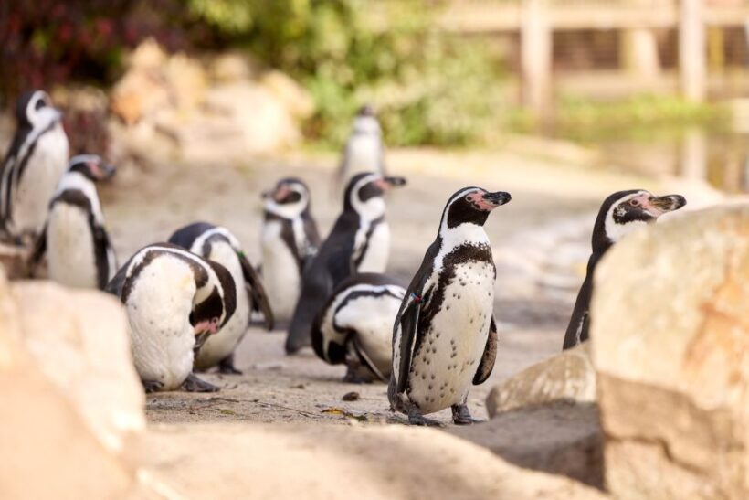 Eindhoven Zoo Entry Ticket - Practical Tips for Visitors