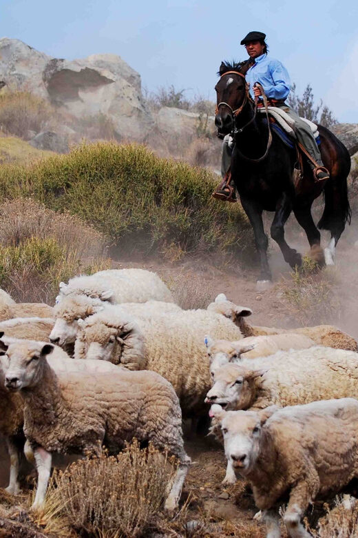 El Calafate: Estancia 25 de Mayo Tour with Dinner & Transfer - Who Should Consider This Tour?