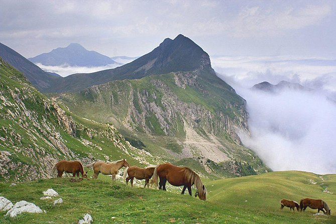 El Camino and the Pyrenees Private Day Tour from St-Jean-Pied-de-Port To Roncesvalles - Authentic Experiences and Real Traveler Insights