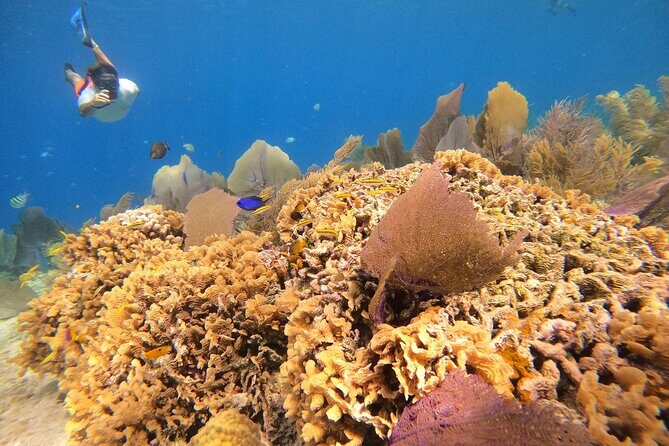 El Cielo and Snorkeling for Cruise Ship Passengers - Exploring the Itinerary