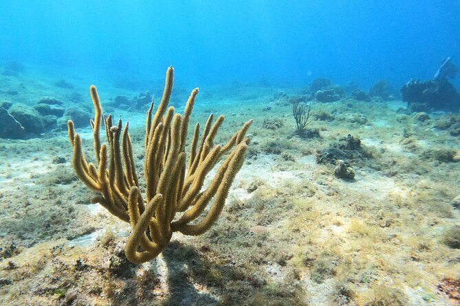 El Cielo and Snorkeling for Cruise Ship Passengers - Who Should Consider This Tour?
