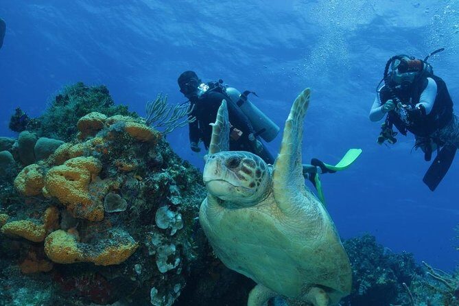El Cielo Cozumel - The Real Experience: What You’ll Actually Encounter