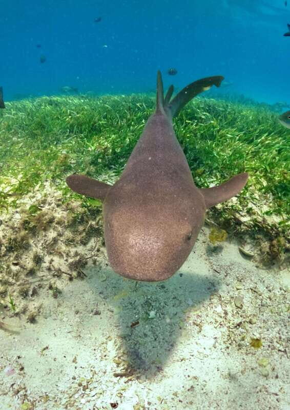 El Cielo Cozumel private snorkel tour - Why Choose This Tour?