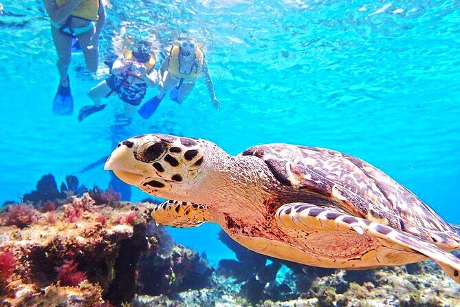 El Cielo Cozumel Snorkeling Tour - All-Inclusive - FAQ