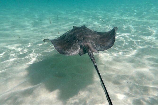 El Cielo Palancar and Columbia Snorkeling Tour - What Makes This Tour Stand Out