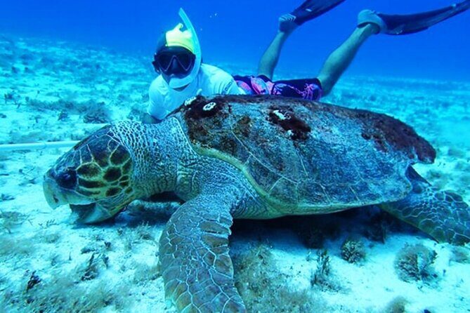 El Cielo Palancar and Columbia Snorkeling Tour - The Practical Side: Transportation, Group Size, and Pricing