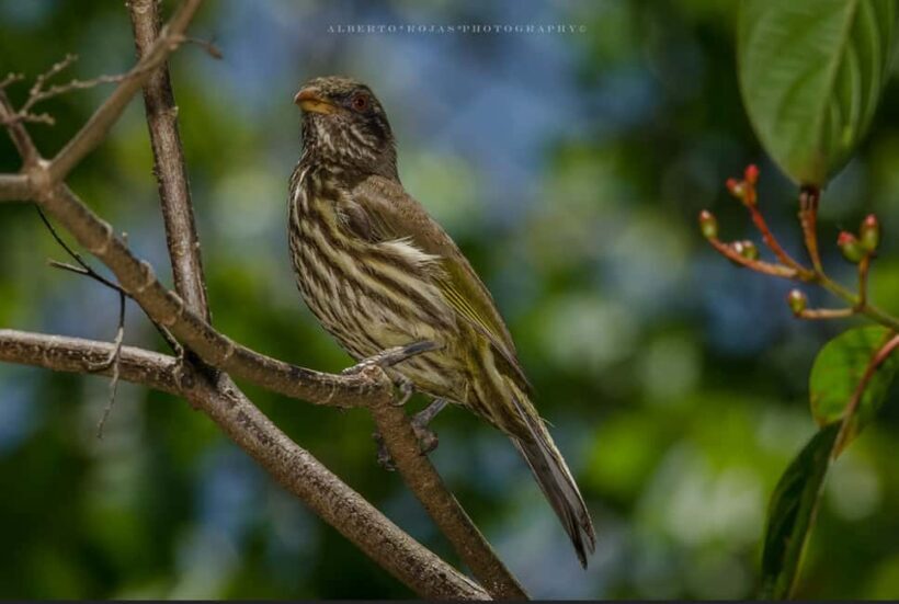 El Limón: Ziplining Adventure - Who Will Love This Tour?
