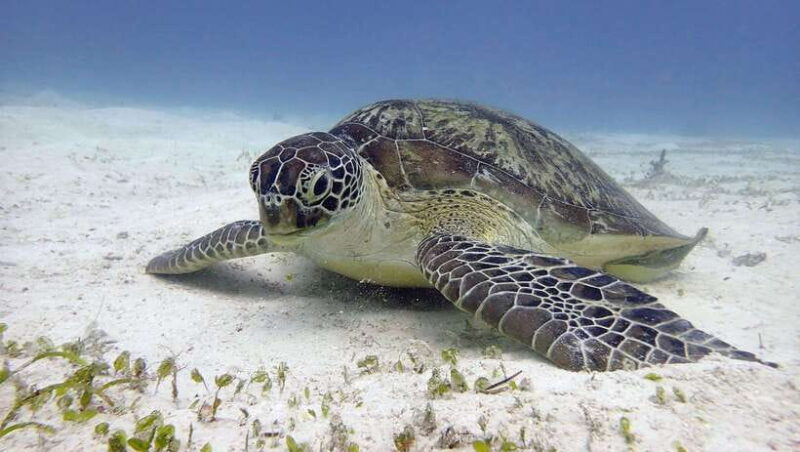 El Nido: Manta Ray Diving Experience in Sibaltan - Key Points