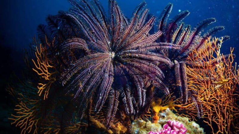 El Nido: Manta Ray Diving Experience in Sibaltan - The Itinerary in Detail: What to Expect