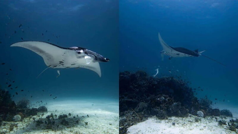 El Nido: Manta Ray Diving Experience in Sibaltan - Whats Included and Whats Not