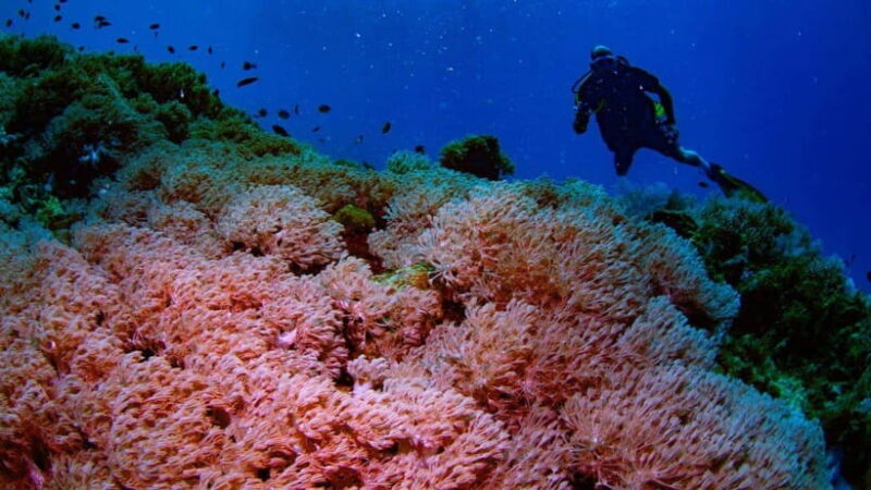 El Nido: Manta Ray Diving Experience in Sibaltan - Pricing and Value