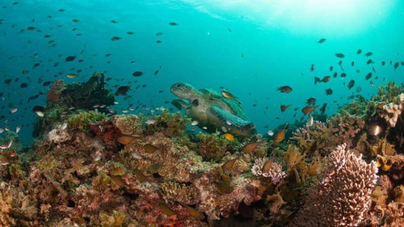 El Nido: Manta Ray Diving Experience in Sibaltan - Who Should Consider This Tour?