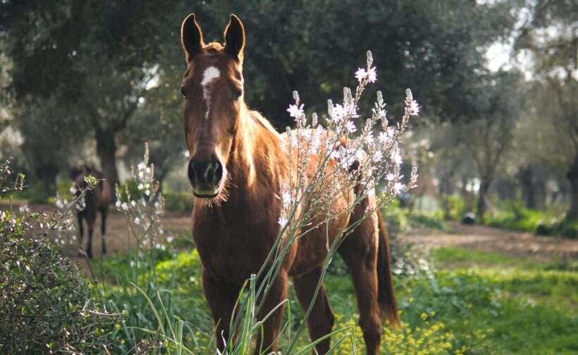 El Palmar: Reconecta gracias al Coaching con Caballos - What You Can Expect from the Session