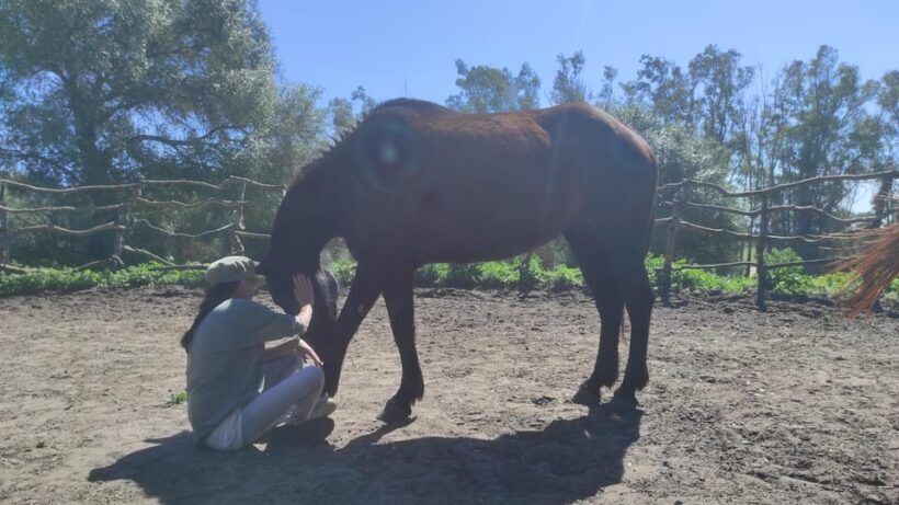 El Palmar: Reconecta gracias al Coaching con Caballos - Who Should Consider This Experience?