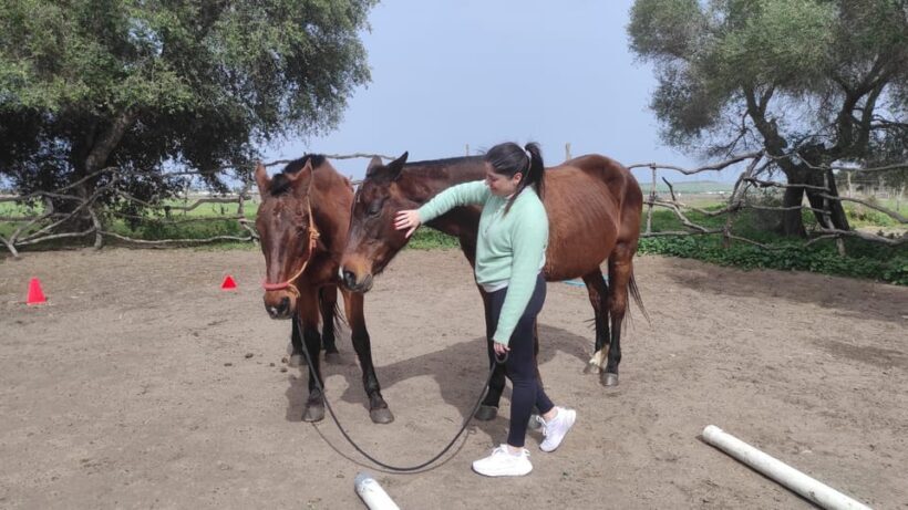 El Palmar: Reconecta gracias al Coaching con Caballos - FAQ