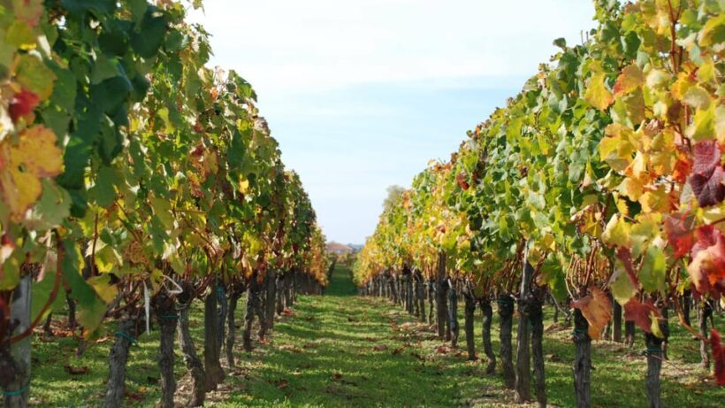 El Penedès: Cava Winery Small Group Tour - A Detailed Look at What You Can Expect