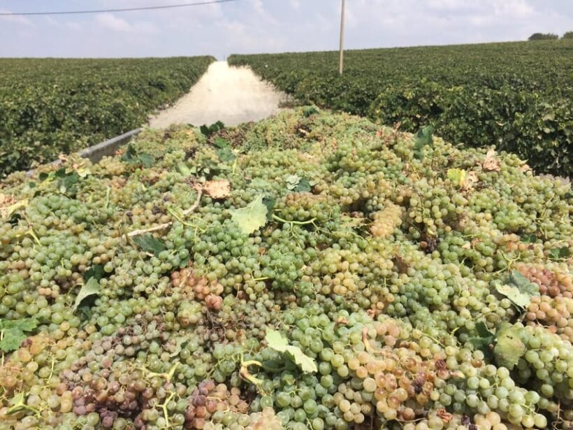 El Puerto de Santa María Winery and Tasting - Introduction