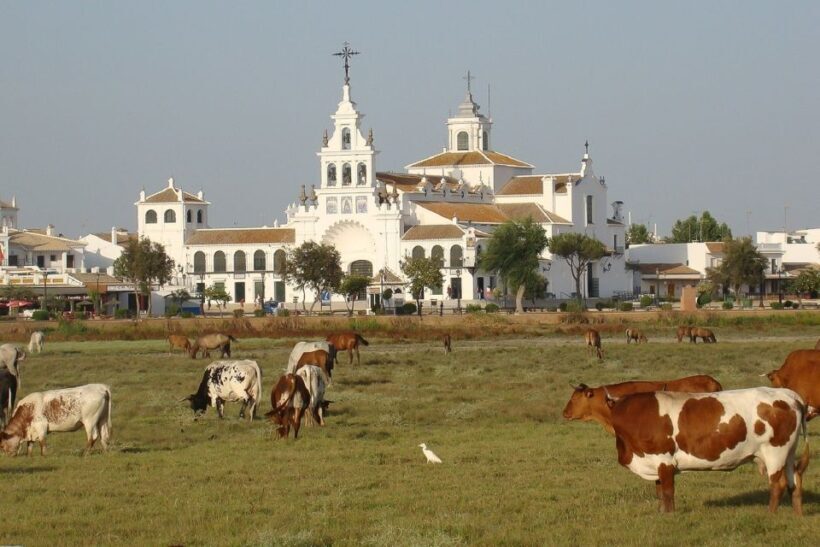 El Rocío: Doñana National Park 4x4 Guided Tour - The Practical Side: Price, Access, and Tips