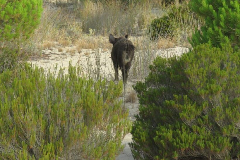 El Rocío: Doñana National Park 4x4 Guided Tour - Authentic Experiences and Authentic Wildlife Encounters