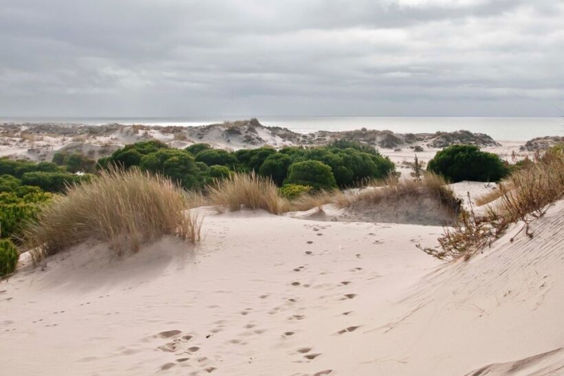 El Rocío: Doñana National Park 4x4 Guided Tour - Who Will Love This Tour?