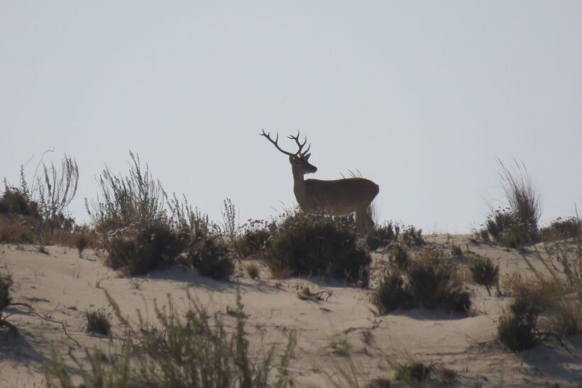 El Rocío: Doñana National Park 4x4 Guided Tour - FAQ