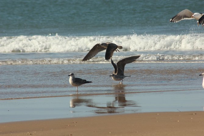 El Rocio, Donana Natural Park and Matalascanas Beach Day Trip from Seville - The Sum Up