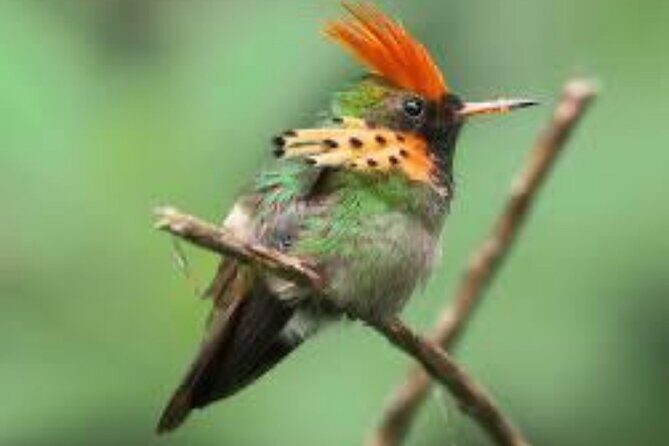 El Suzanne Estate Birding & Nature Reserve Tour - Key Points