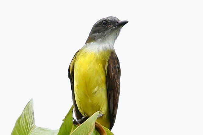 El Suzanne Estate Birding & Nature Reserve Tour - Introduction to the El Suzanne Estate Birding & Nature Reserve Tour