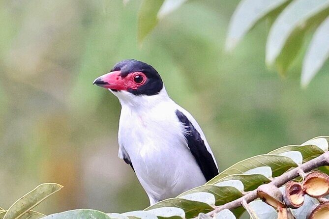 El Suzanne Estate Birding & Nature Reserve Tour - Experience Quality, Group Size, and Price