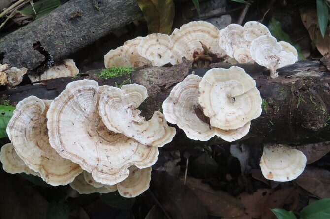 El Suzanne Estate Birding & Nature Reserve Tour - What Comes After the Tour?