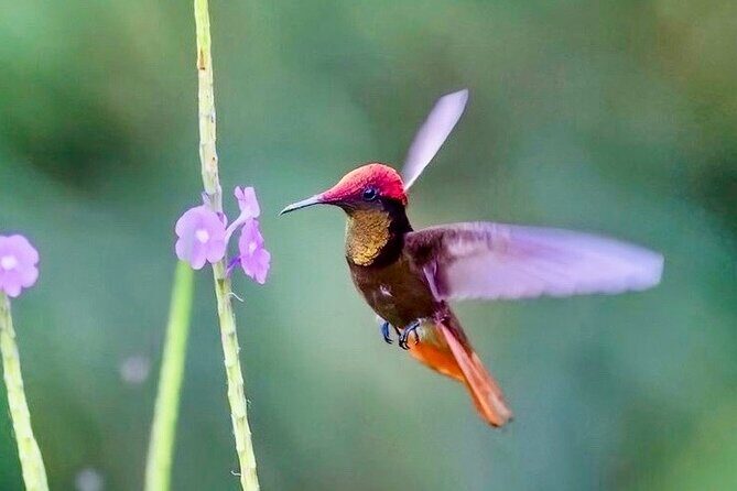 El Suzanne Estate Birding & Nature Reserve Tour - Final Thoughts: Is It Worth It?