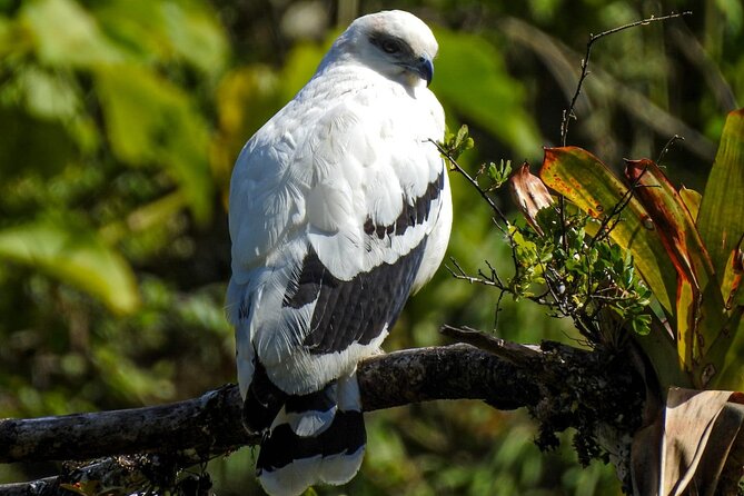 El Tigre Waterfalls Hiking Tour With Lunch and Nature Guide - Birdwatching and Cloud Forest Exploration