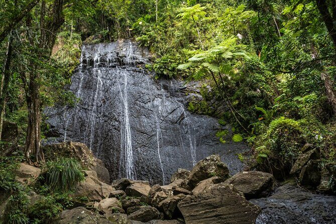 El Yunque Rainforest EZ-going Bus Tour (wheelchair accessible) - Wrapping It Up