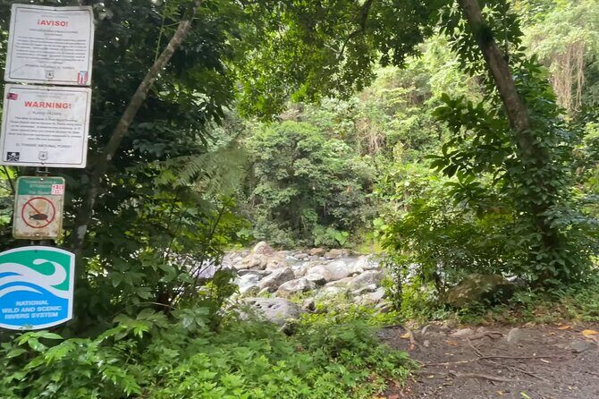 El Yunque Rainforest Hike with Transport from San Juan - Authentic Reviewer Insights