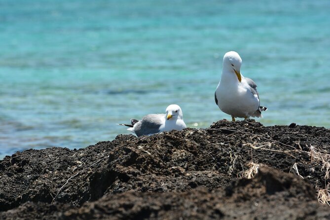 Elafonisi Beach: Welcome to Paradise, From Rethymnon - Discovering the Hidden Gems of Elafonisi
