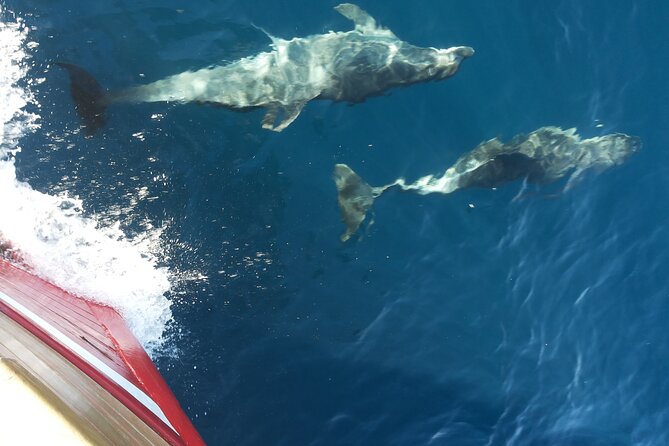 Elaphite Islands Boat Cruise in Dubrovnik - Amenities and Facilities