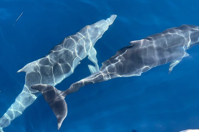 Elaphite Islands With a Luxury Jeanneau Cap Camarat 9.0cc - Key Points