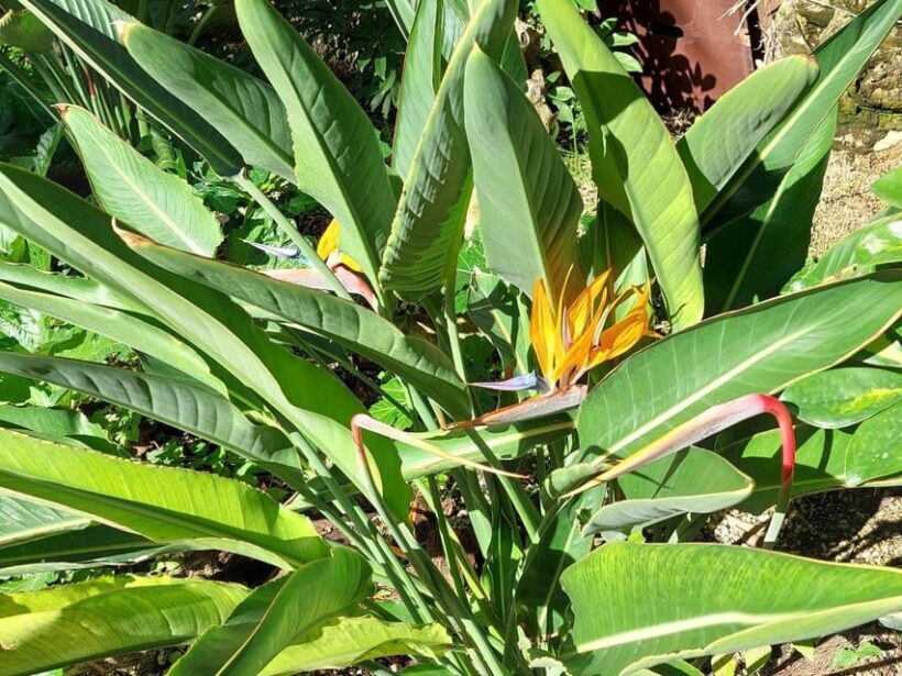 Elche: walking tour through the historic center and botanical garden Huerto de Cura - Starting Point and First Impressions