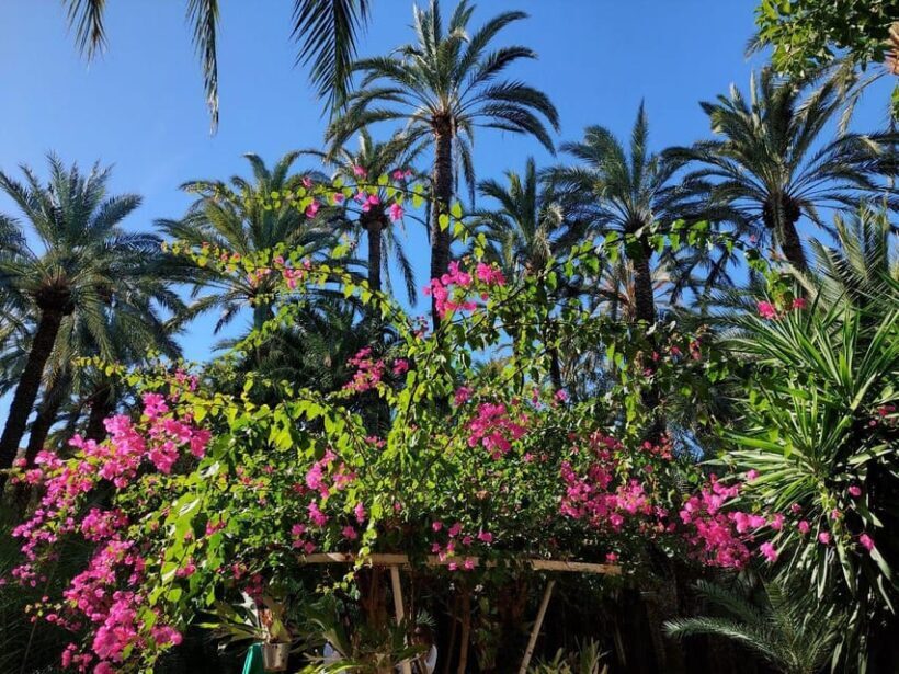 Elche: walking tour through the historic center and botanical garden Huerto de Cura - Exploring the Huerto del Cura