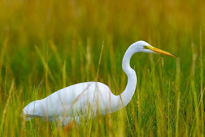 Electric Bike Wildlife & History Tour along Fort De Soto's Beaches - Key Points