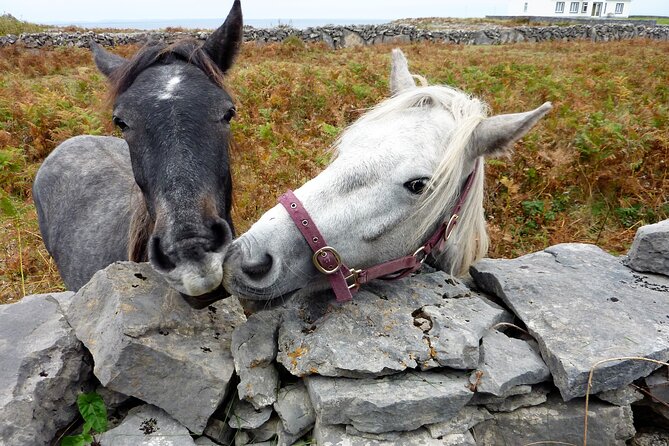 Electric Biking on Inishmore Island. Aran Island. Self-Guided. Full Day. - Customer Reviews and Feedback