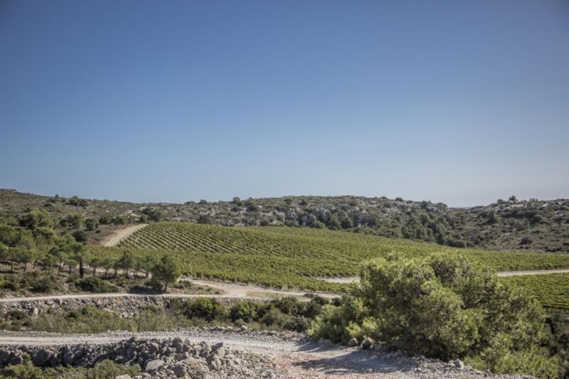 Electric Scooter Tour of our vineyard and Wine Tasting - FAQs